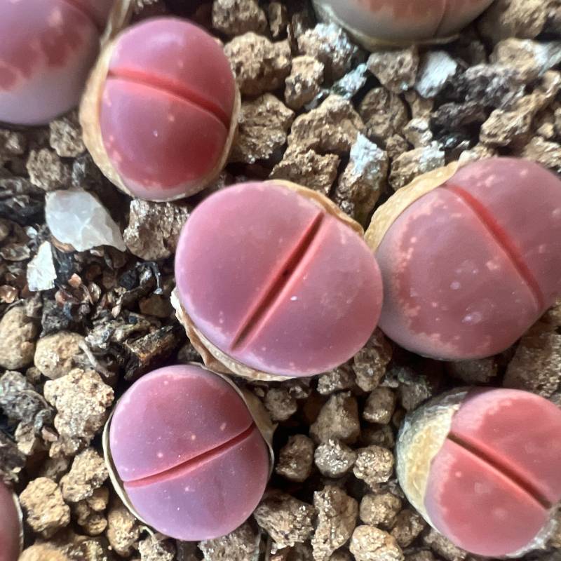 Lithops | Discover Rare Succulent Plants at Vivian Lithops Garden